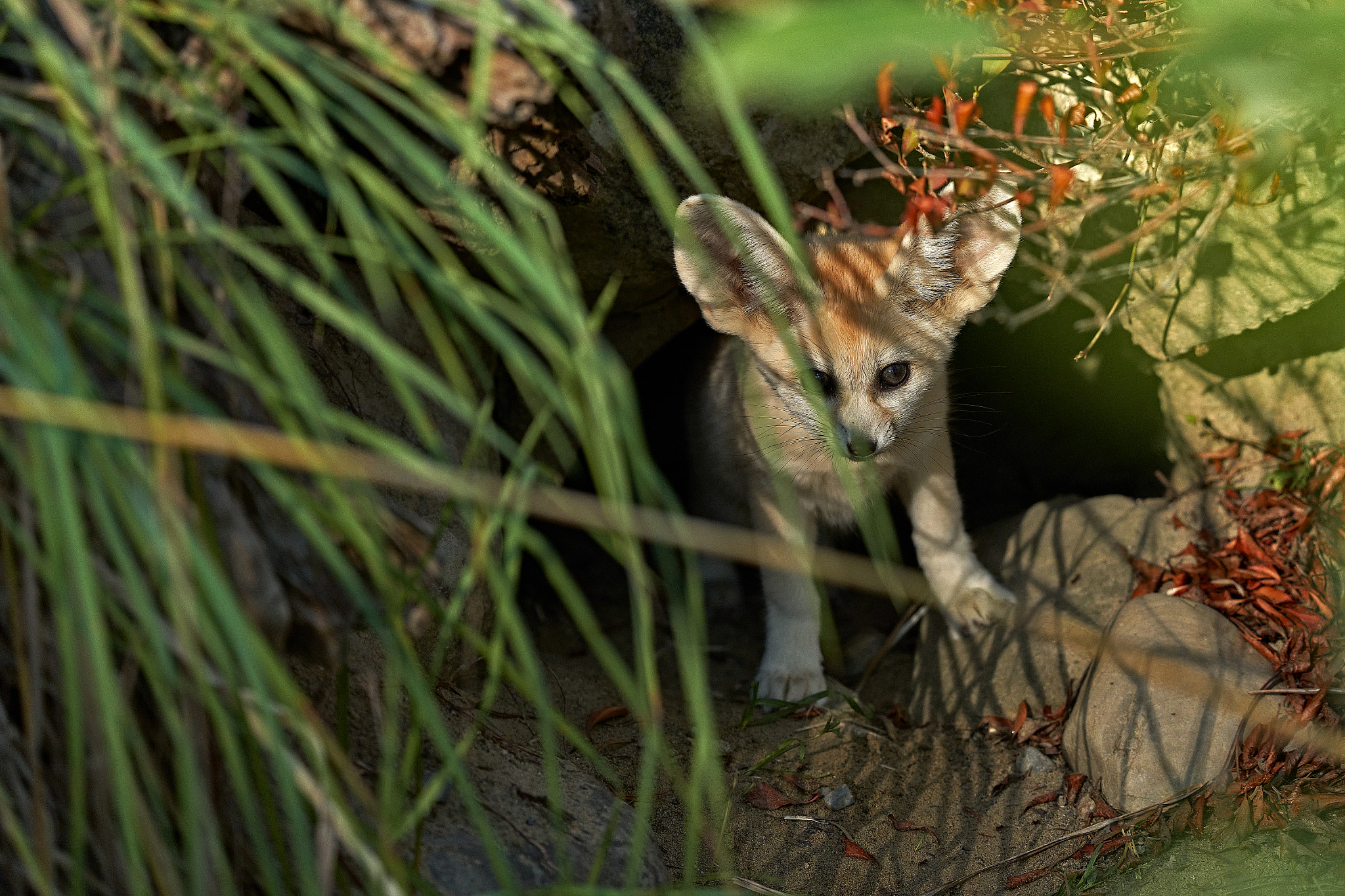 Fennec Fox Emerging from Foliage Representing Wildness and Curiosity ...