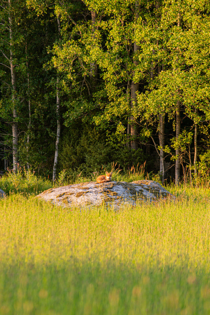 Polar Bear Crosses Snowy Expanse Symbolizing Resilience and Wilderness ...