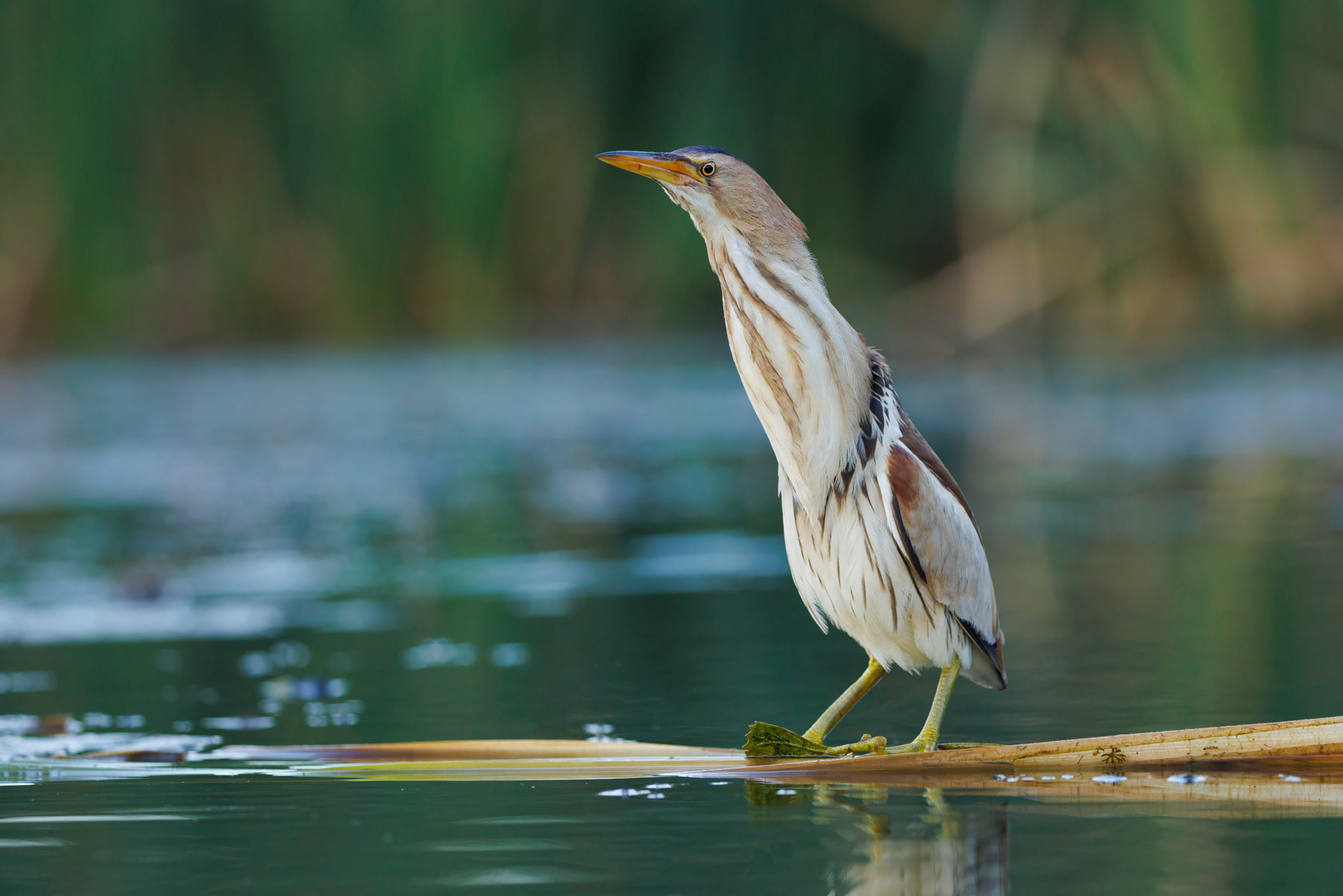 Patient Bird in Water Reflecting Calmness and Nature's Grace | nature ...