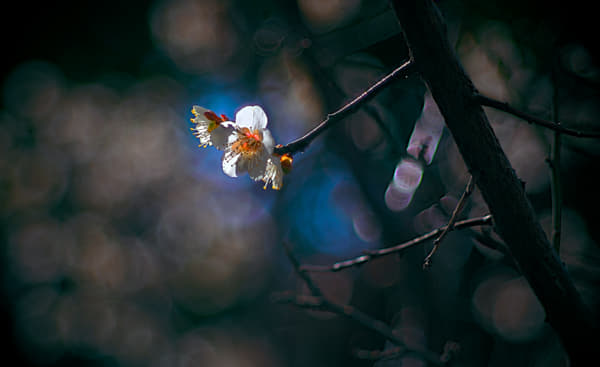 Delicate Blossom Symbolizing Fragility and New Beginnings | nature ...