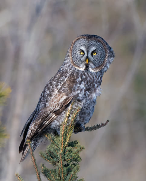 Wise Owl Perched on Branch Symbolizing Knowledge and Solitude | nature ...