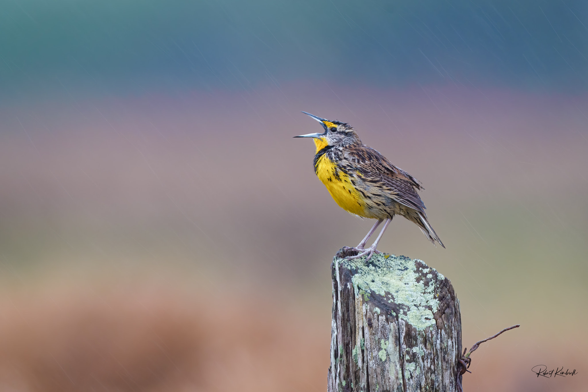 Small Bird on Post Symbolizing Nature's Resilience | nature photo by ...