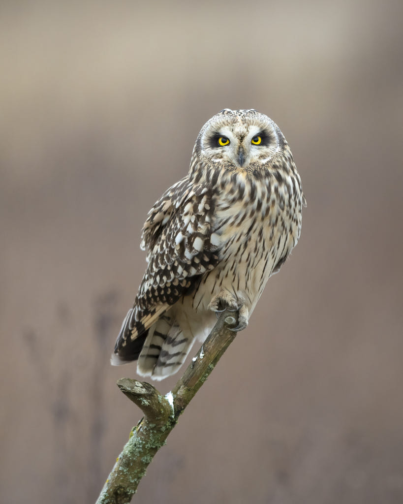 Owl Perched on Branch Representing Wisdom and Natural Serenity | nature ...