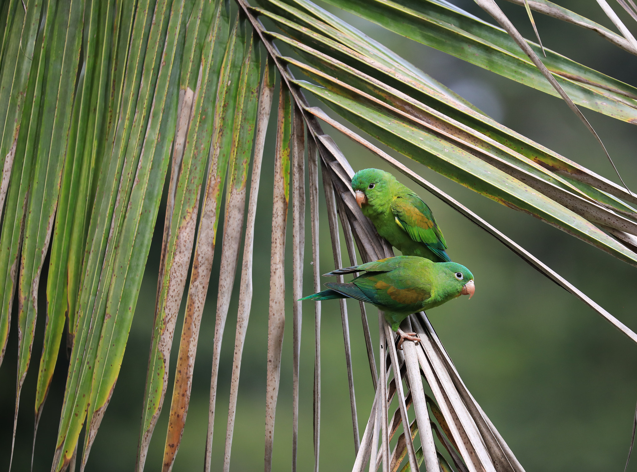 Two Birds Perched on Palm Frond Symbolizing Tranquility and Nature ...