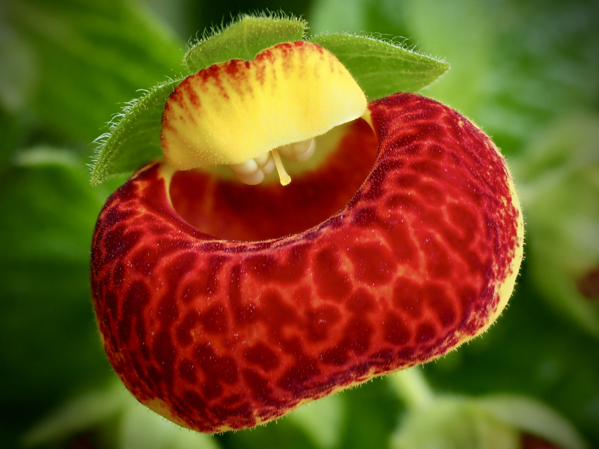 Some color for a winter day … by Bill Cowles | 500px