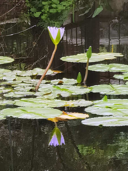 Water Lily by Terry Wells | 500px