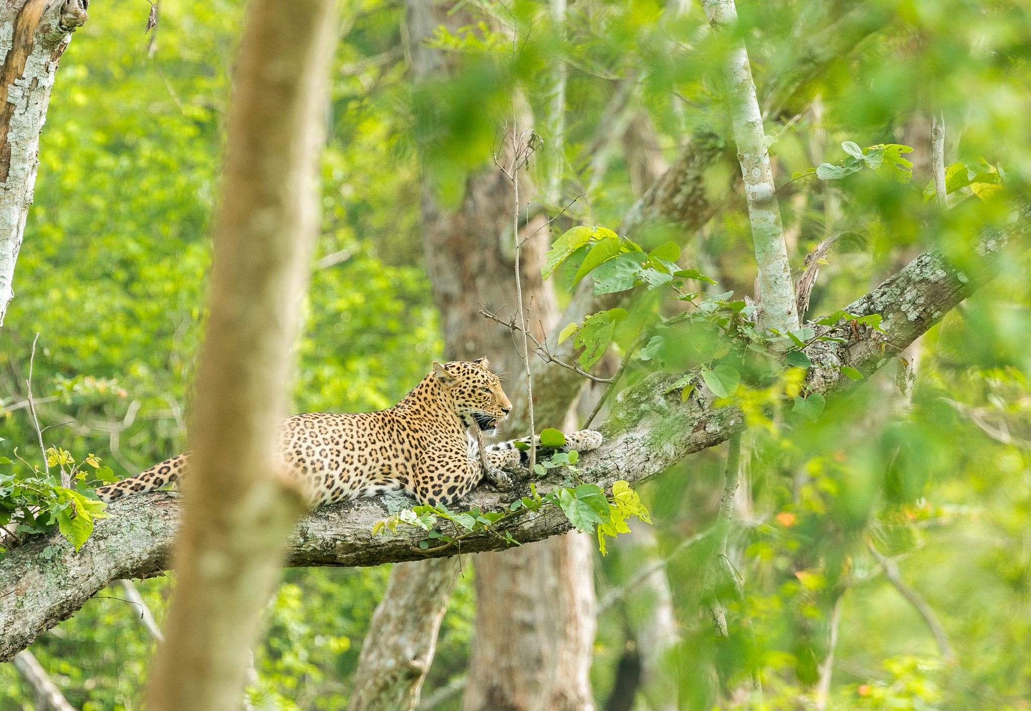 Leopard Resting in Tree Revealing Stealth and Wildness | nature photo ...