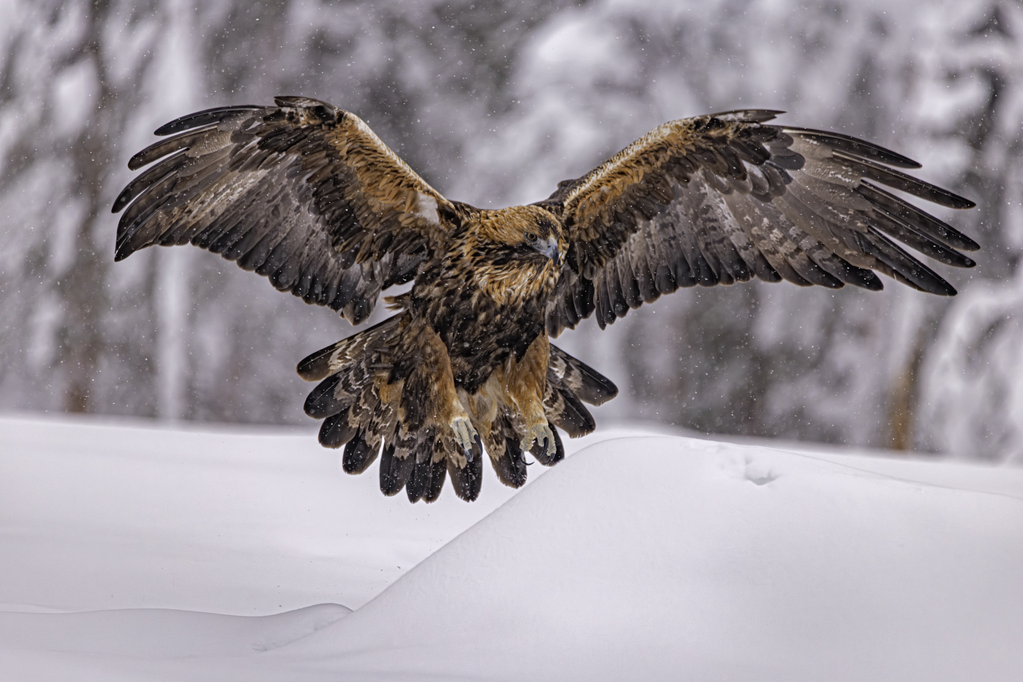 Golden Eagle Soaring Above Snow Symbolizing Freedom | nature photo by ...