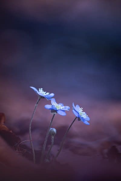 Delicate Blue Flowers Symbolizing Fragility and Hope | nature photo by ...