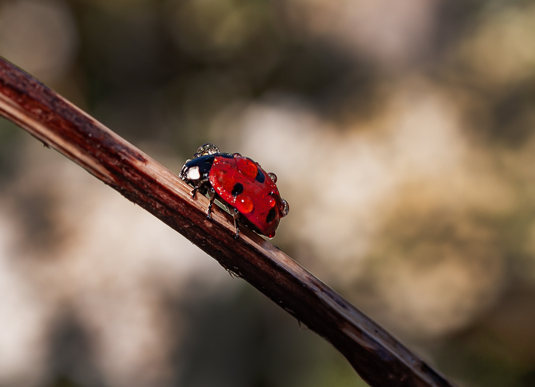Ladybug on Branch Symbolizing Nature's Delicate Resilience | nature ...