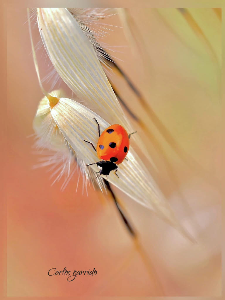Ladybug on Plant Radiating Delicacy and Nature's Beauty | nature photo ...