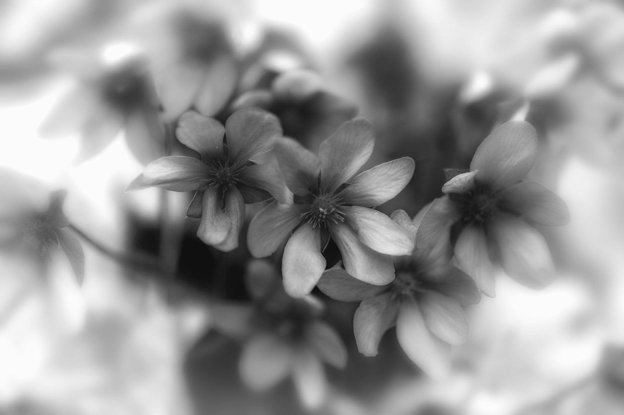 Soft Blossoms Radiating Delicate Beauty and Tranquility | nature photo ...
