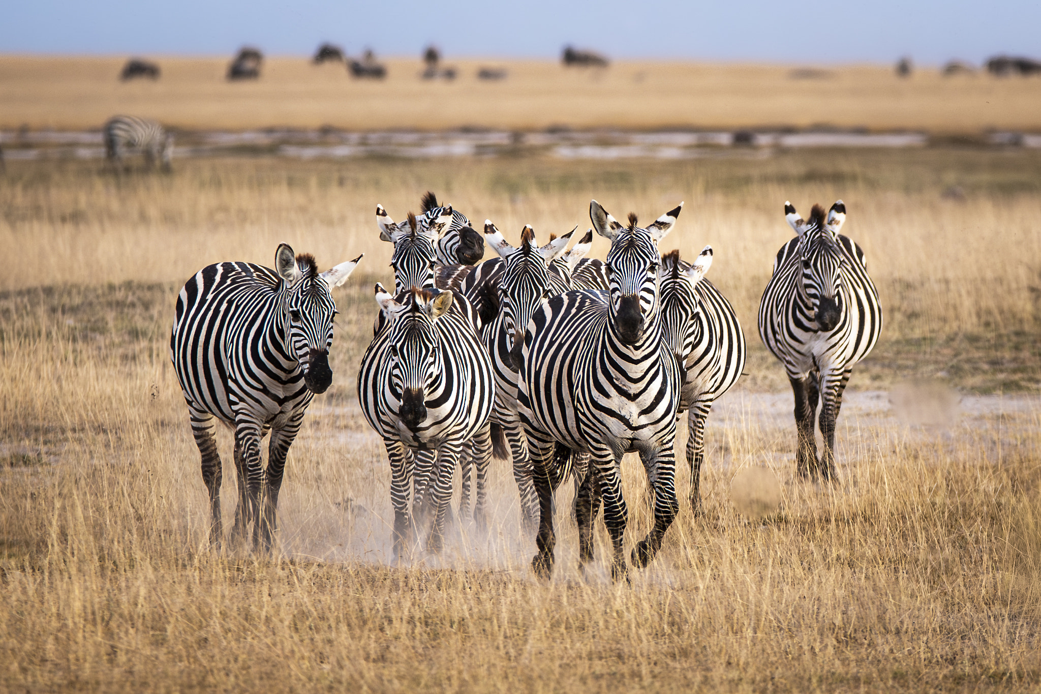 Zebra Herd Galloping Across Plains Symbolizing Unity and Wild Freedom ...