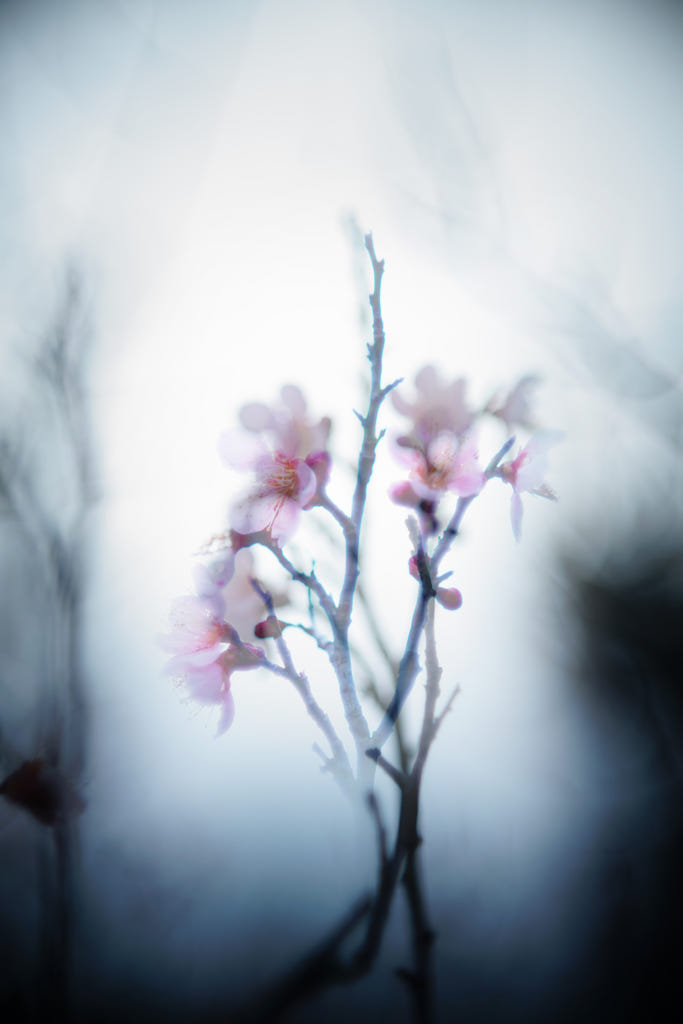 Soft-Focus Blossoms Evoking Serenity and Natural Beauty | nature photo ...