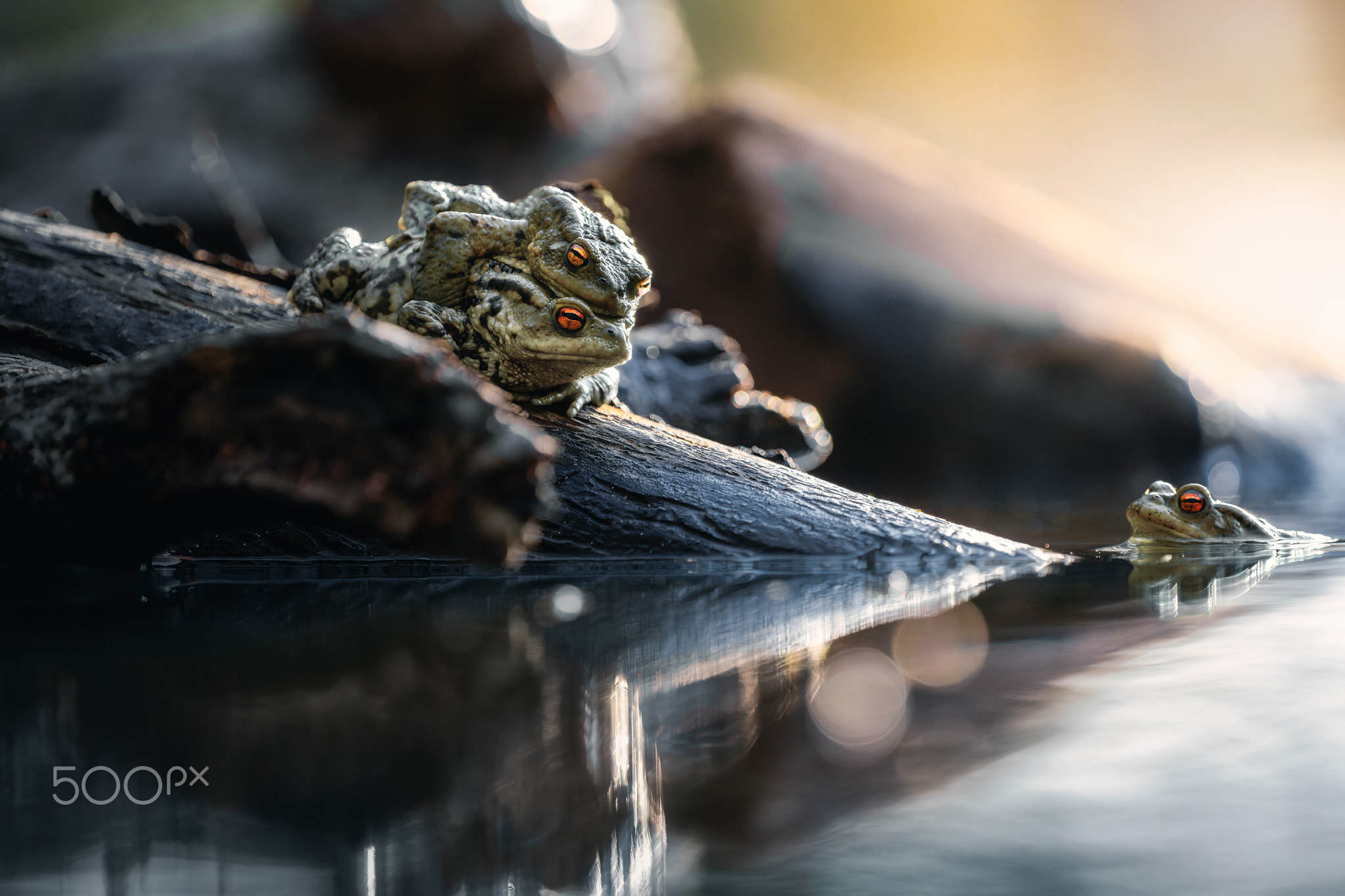 Let's Make Some Tadpoles! by Manuel Haderer | 500px