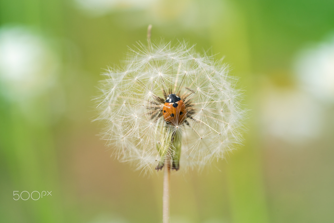 Dandelion with Ladybug Illustrating Delicate Nature and Resilience ...