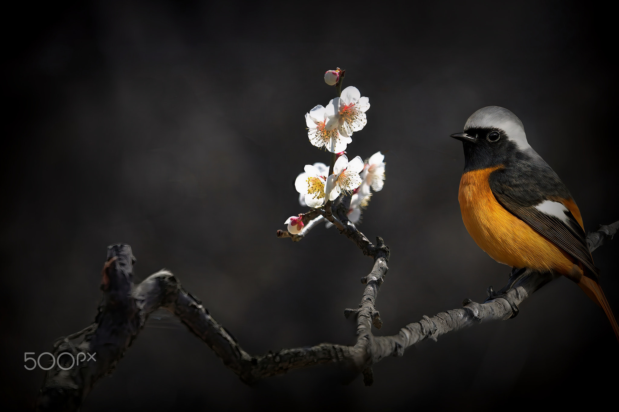 Bird on Branch with Blossoms Symbolizing Nature's Delicate Balance ...