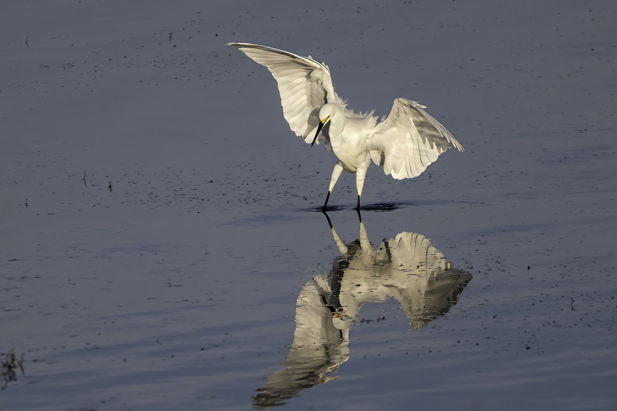 Egret Reflected in Water Evoking Grace and Solitude | nature photo by ...