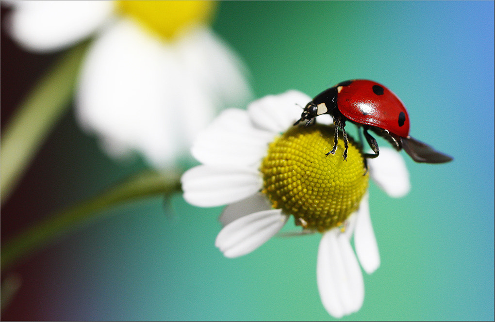 Ladybug on Daisy Symbolizing Delicate Beauty and Natural Harmony ...