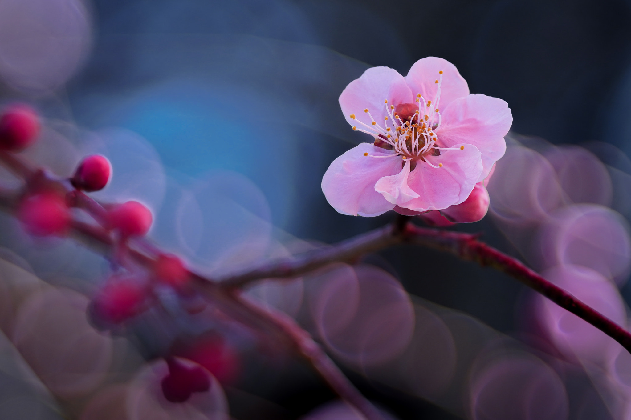 Cherry Blossom Branch Radiating Delicate Beauty and Renewal | nature ...