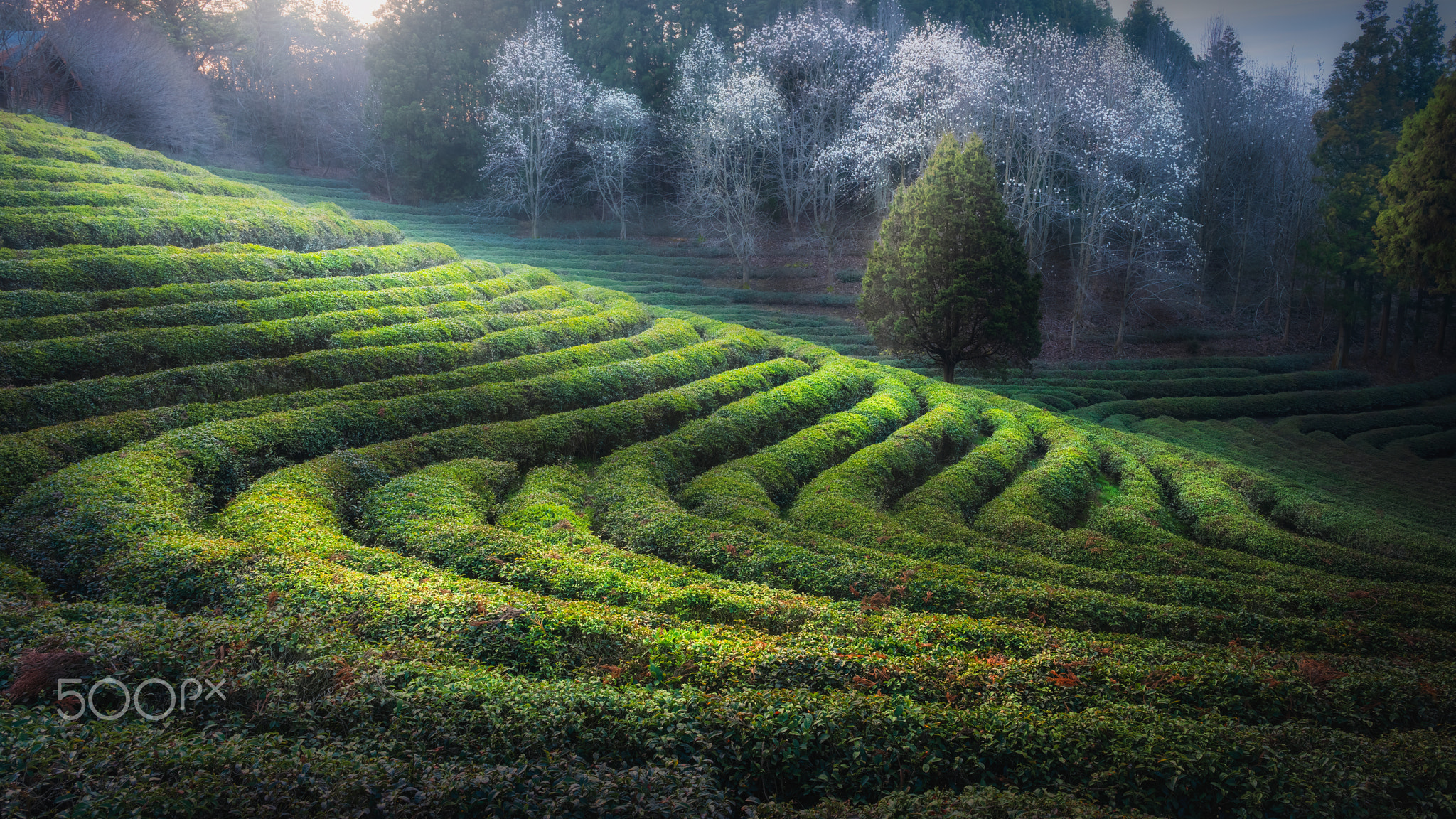 Terraced Tea Fields Symbolizing Cultivation and Natural Beauty ...