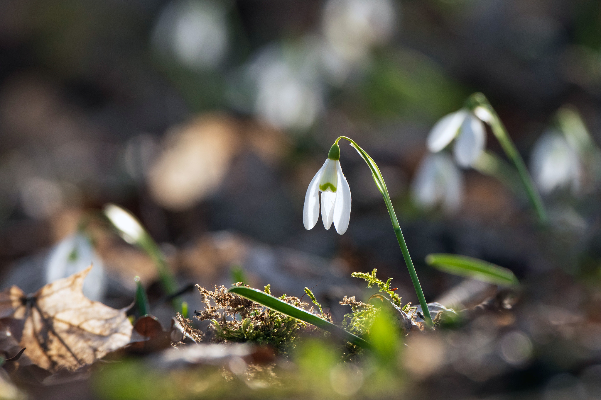 Spring bell by Peter Orlický | 500px