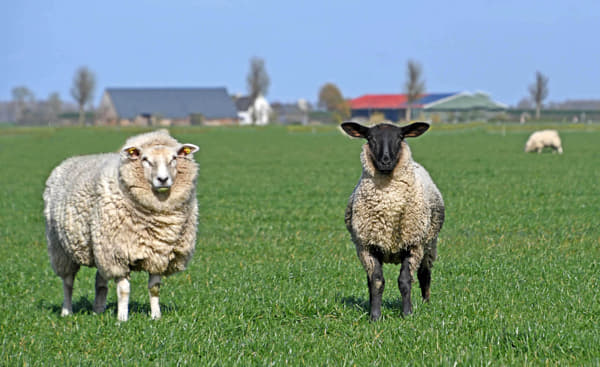 Two Sheep in Field Representing Individuality and Rural Charm ...