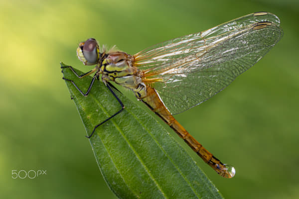 Sympetrum fonscolombii by Natalia Rublina | 500px