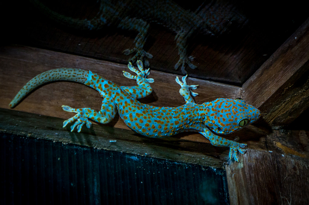 Tuko by Khalil Ramos / 500px