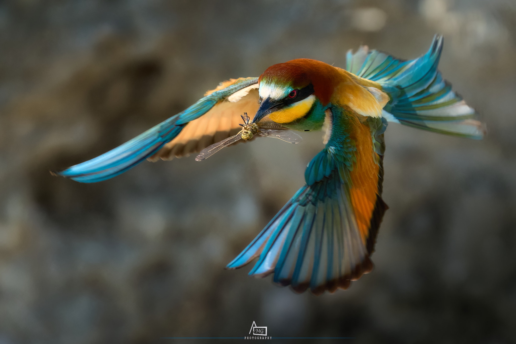 Graceful Bird in Flight Symbolizing Freedom and Dynamic Motion | nature photo by Gerlando ...