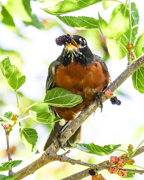 Robin Feeding on Berries Representing Sustenance and Nature's Bounty ...