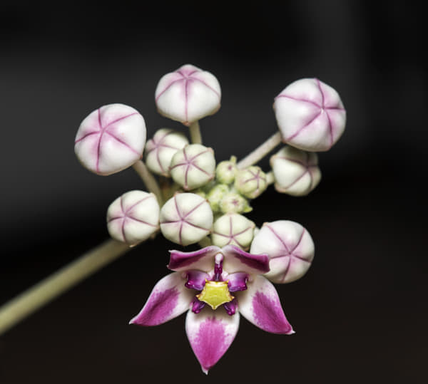 Purple flower by Asim Hadhrami | 500px