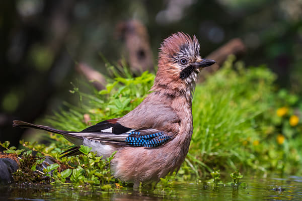 Bird in Nature Revealing Vulnerability and Wild Beauty | nature photo ...
