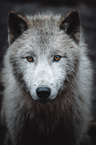 Wolf's Gaze Reflecting Primal Instinct and Untamed Spirit | nature ...
