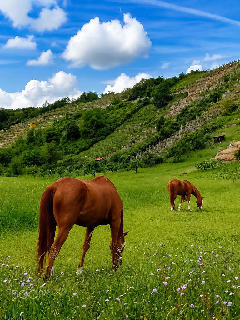 Starker Sommer by Islam Frghaly | 500px