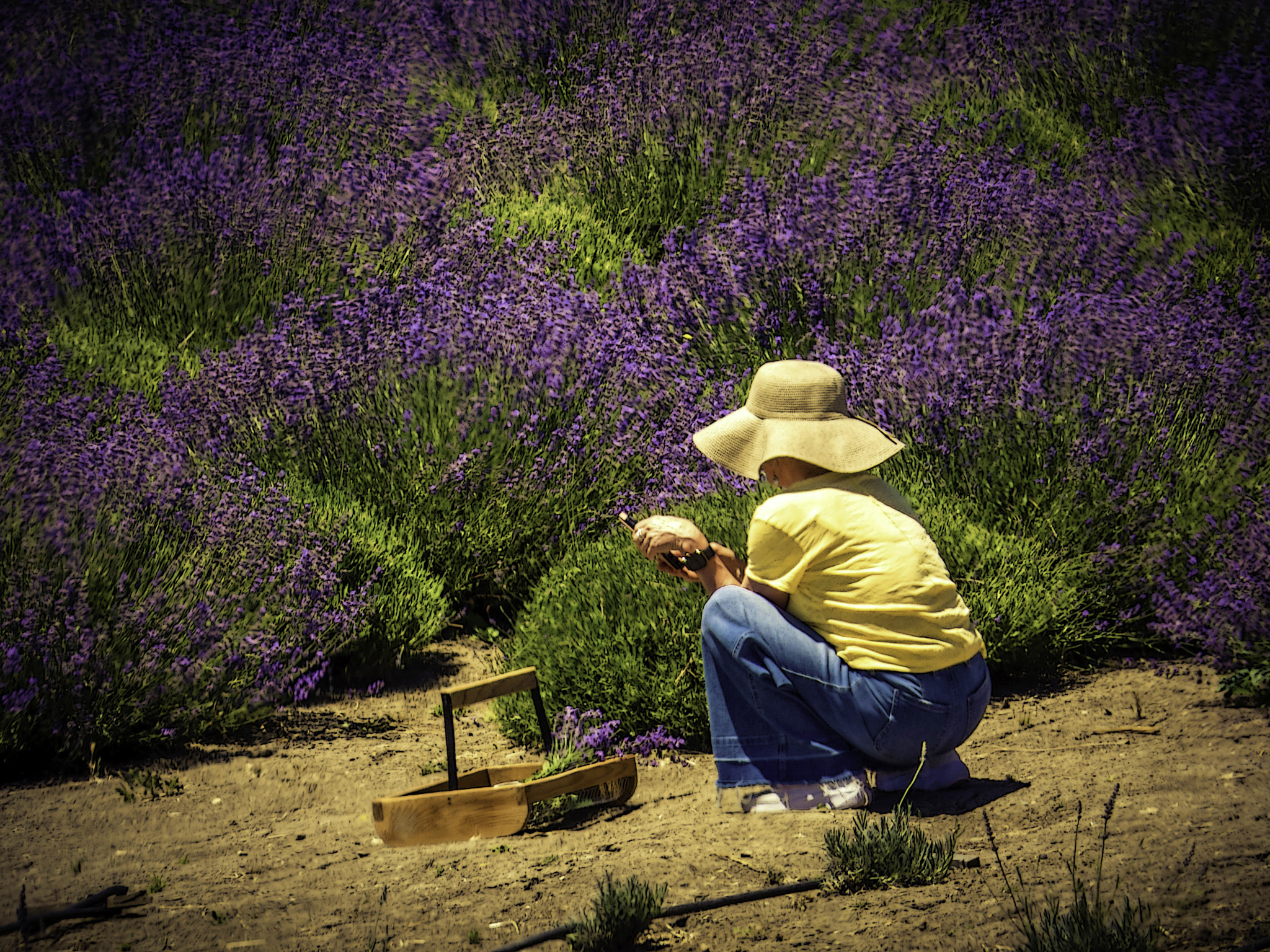 Gardener Tending Lavender Field Symbolizing Dedication and Nurturing ...