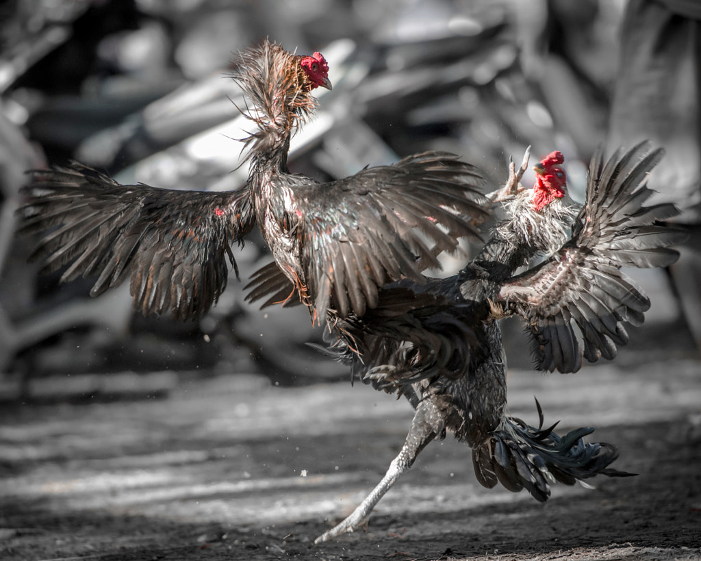 Fighting cocks by Teeraphong Wanitchakorn / 500px