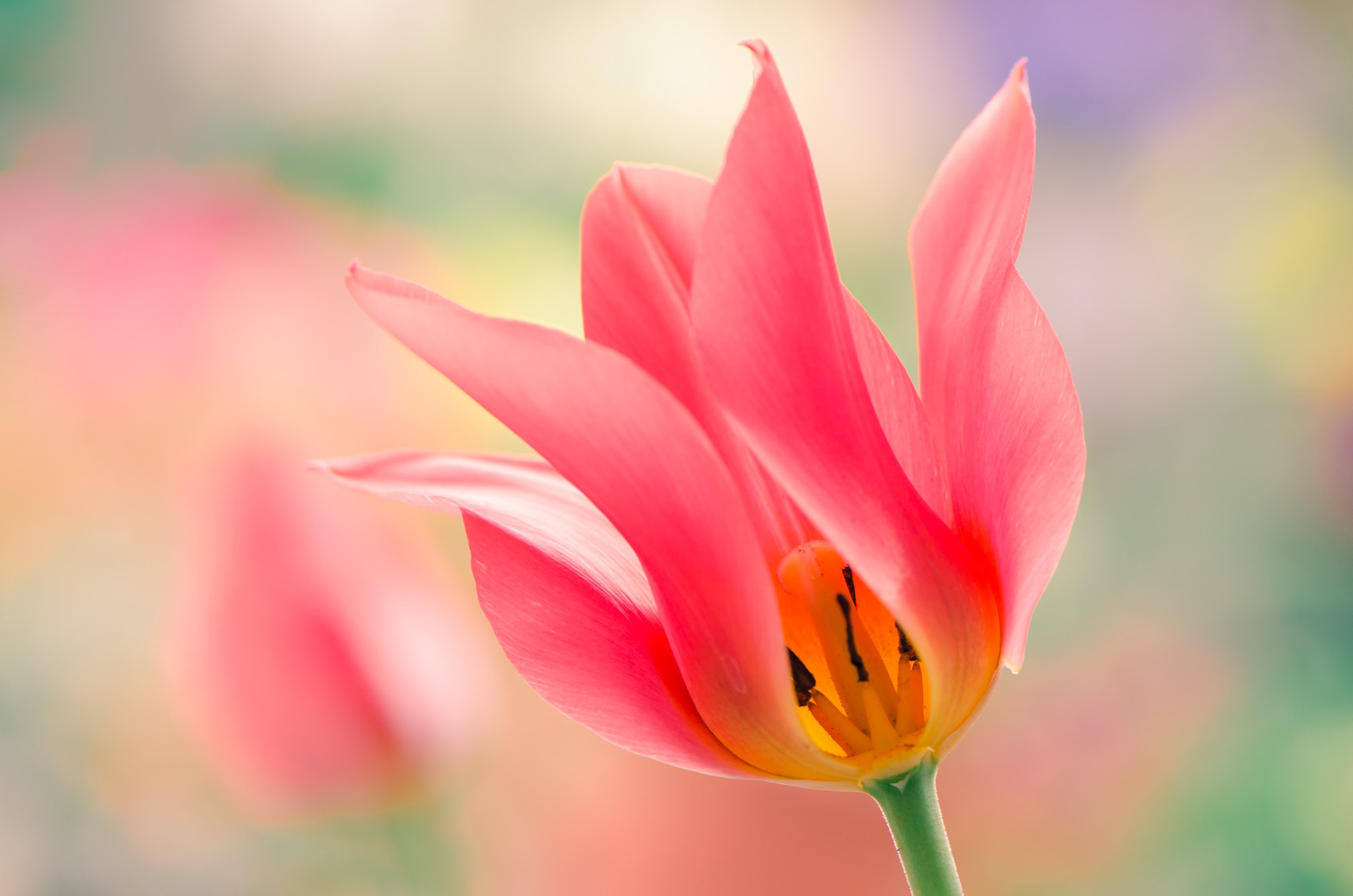 flame tulip by ThyBruns / 500px