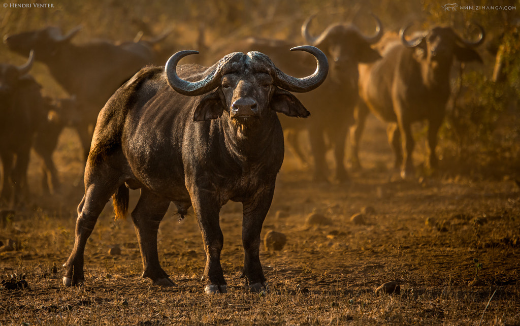 Cape Buffalo by Hendri Venter / 500px