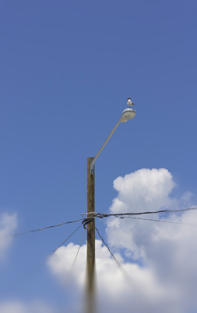 The Very Tall Light Pole by JLHart / 500px
