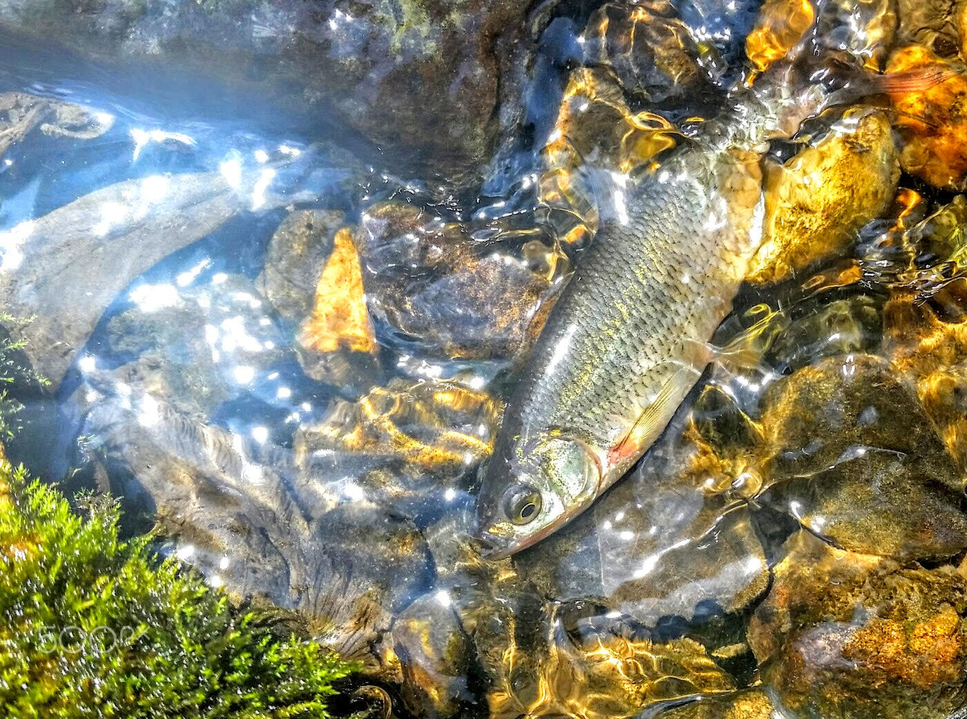 Fish learning to swim in backyard stream by Temba Msezane / 500px