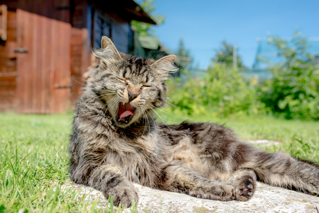 Snoozing Kitten by Luca Marchesin / 500px