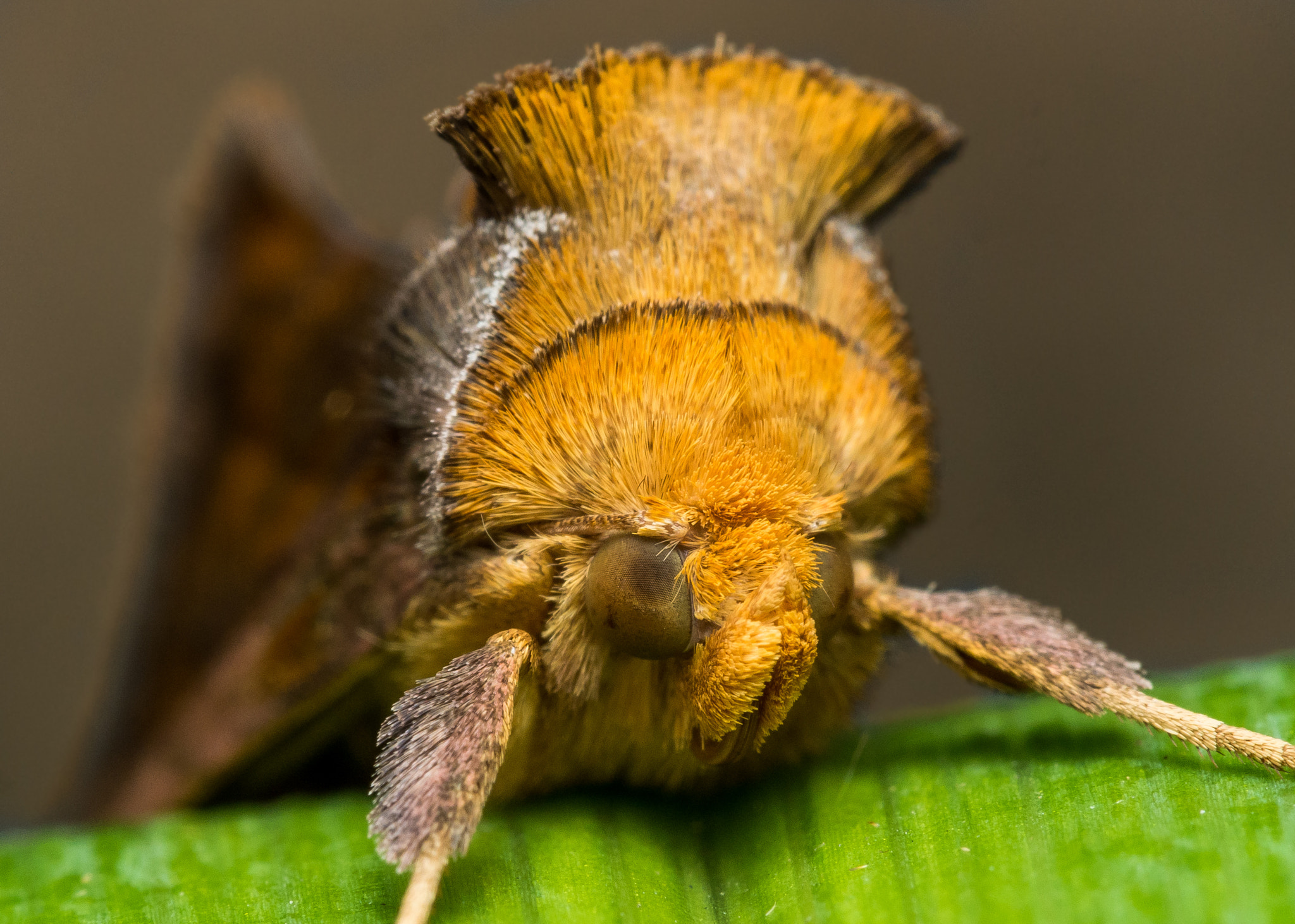 Gold Moth with spiky fur on green grass by Steven Ellingson - Photo ...