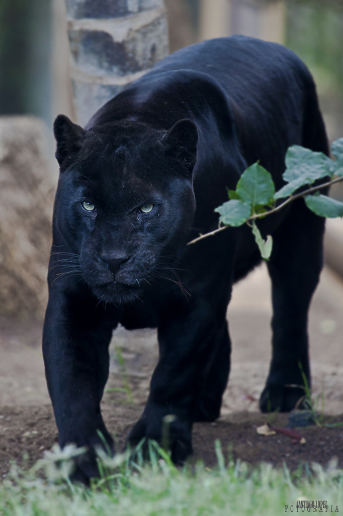 PANTERA NEGRA by Santiago López / 500px