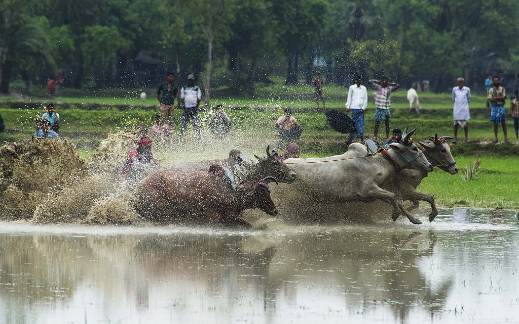 Bull race by Biplab Roy Chowdhury / 500px