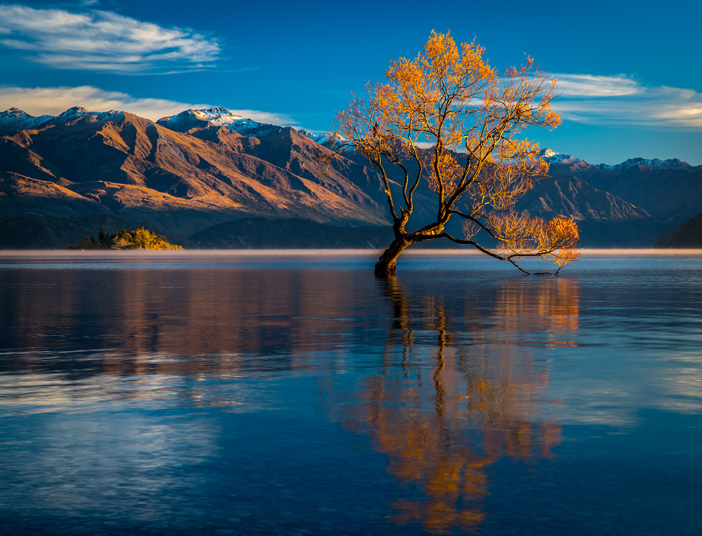 Wanaka Tree at Sunrise by Scott Ridley / 500px