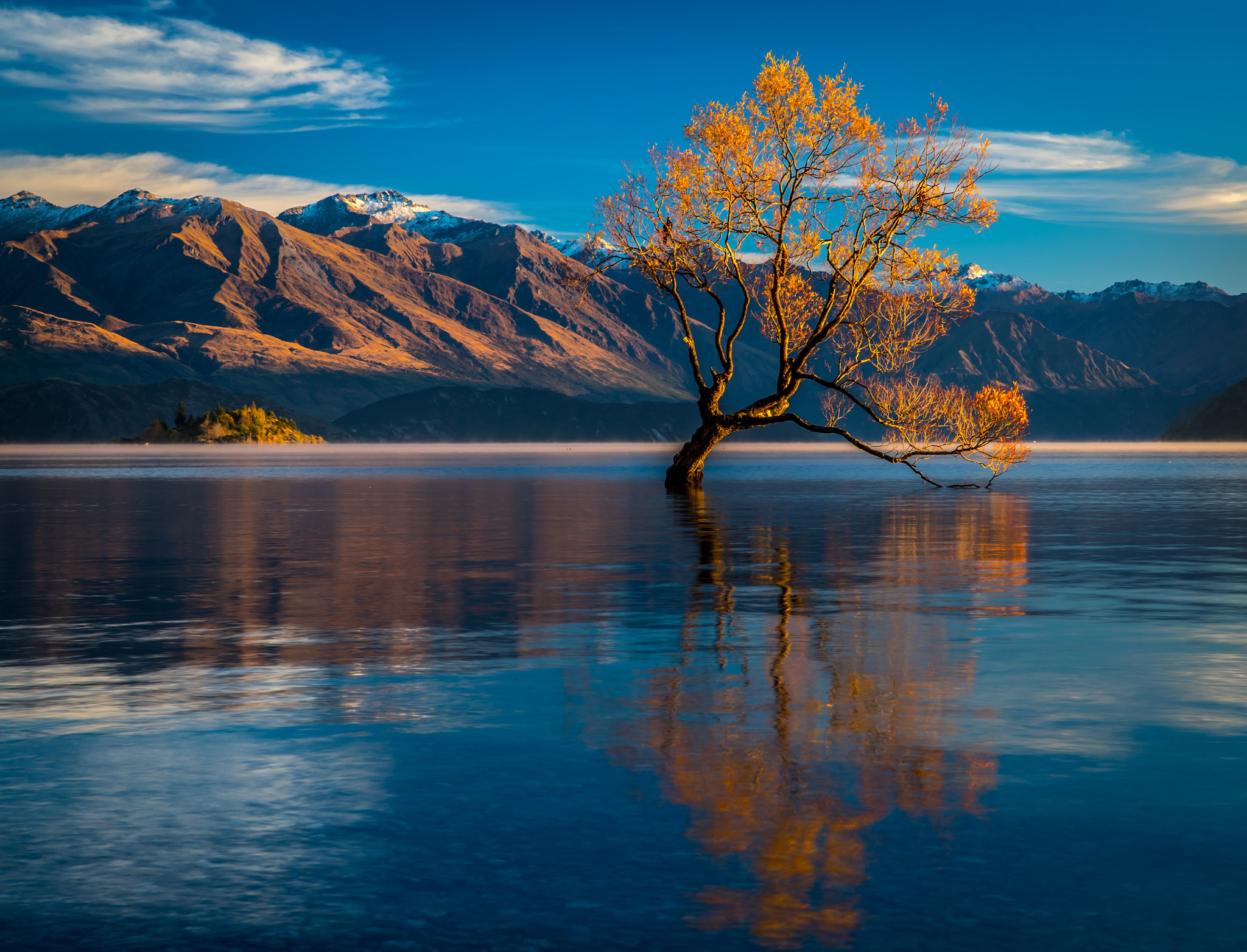 Wanaka Tree at Sunrise by Scott Ridley / 500px