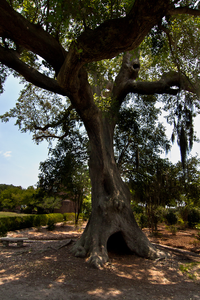 Monster Oak by Rick Landry / 500px