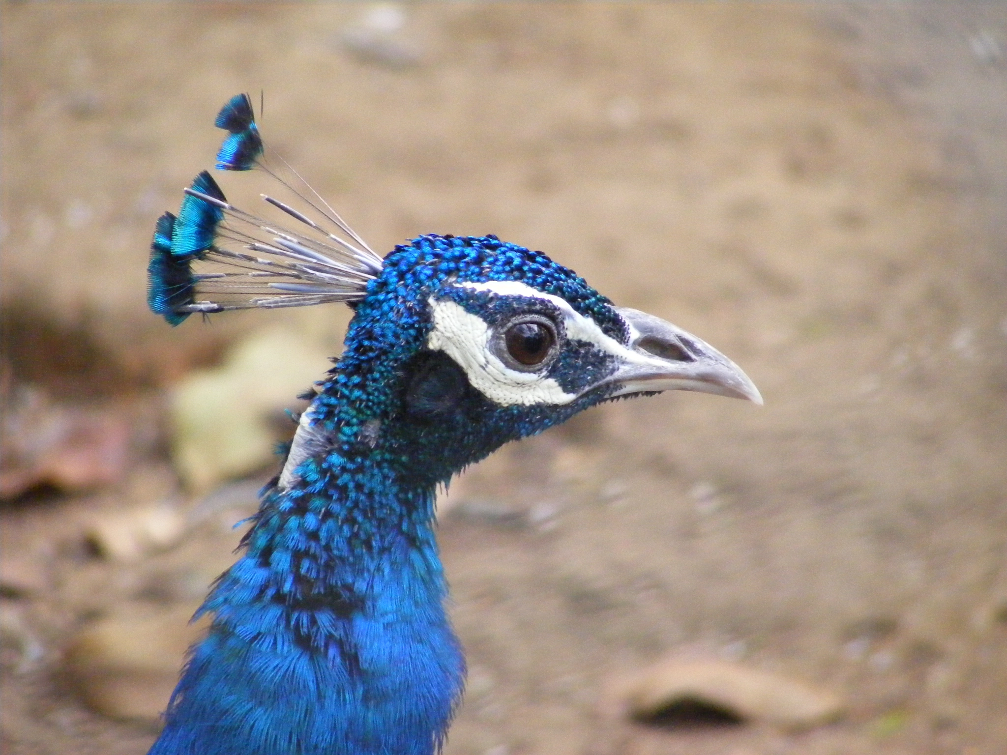 Peocock by Vijayasundaram Doraiswamy - Photo 11419773 / 500px