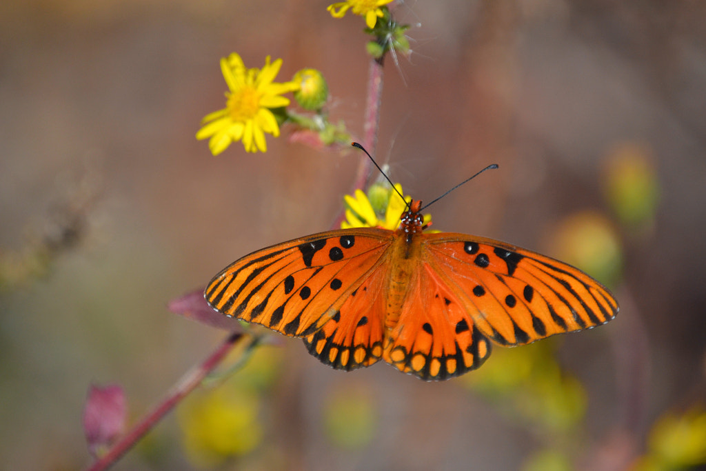 Gulf fritillary by Michael Baggett / 500px